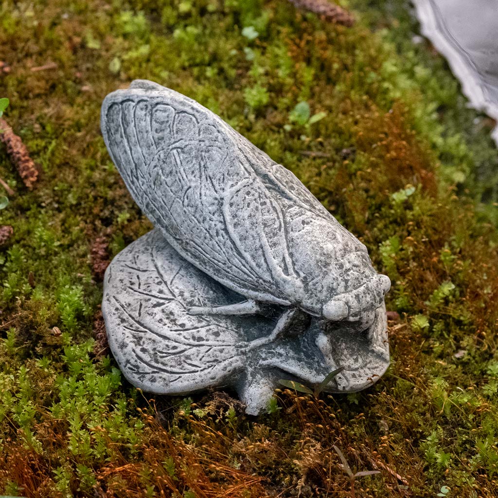 Cicada