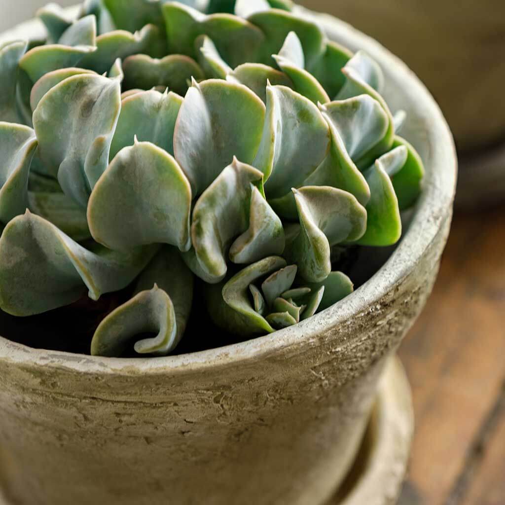 Farmer's Pot Traditional || Mixed | shop-campania