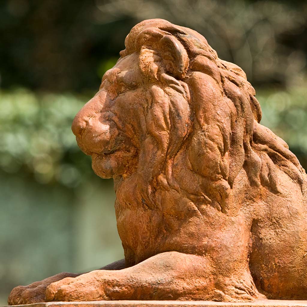 Classic Lion | shop-campania