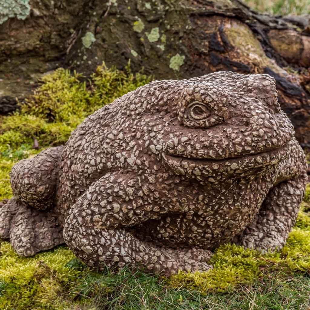 Forest Toad | shop-campania